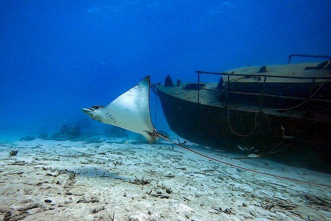 Private Dive + videographer/Photographer (Certified divers only) - Why This Tour Stands Out