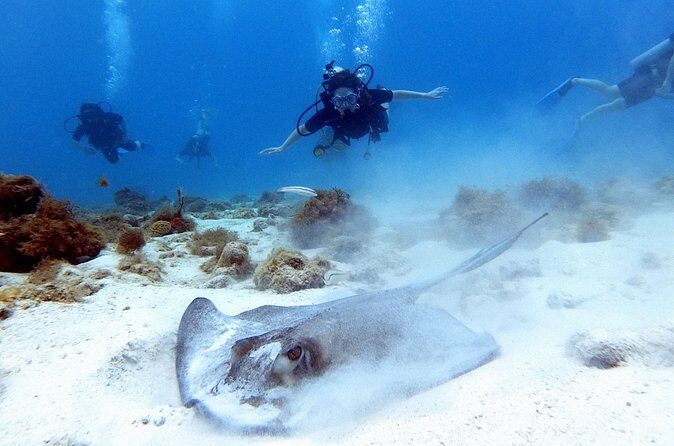 Private Dive + videographer/Photographer (Certified divers only) - Who Will Love This Tour?