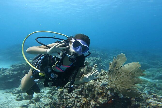 Private Dive + videographer/Photographer (Certified divers only) - FAQ