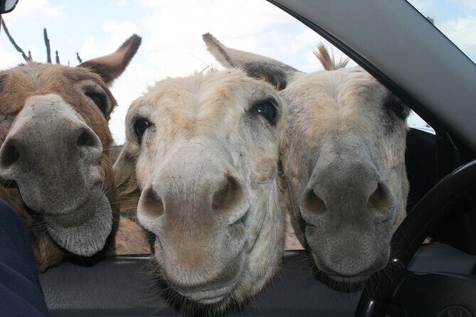 Private Diving & Southside tour - What Travelers Can Expect