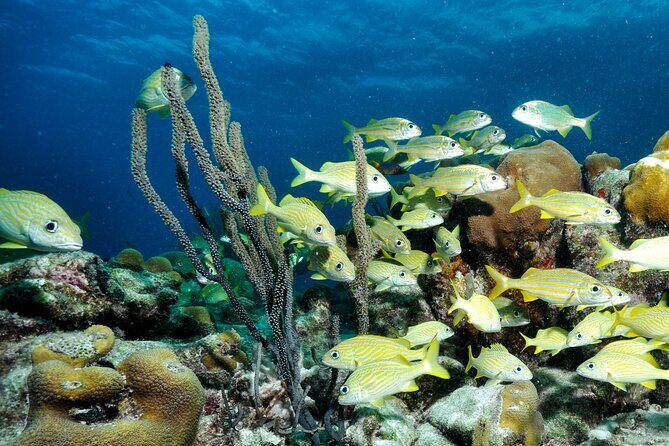 Private Diving & Southside tour - Final Thoughts