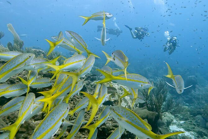 Private Diving & Southside tour - FAQ