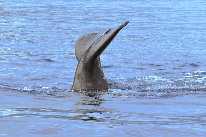 Private Dolphin and Whale Watching Tour in Madeira - Who Should Book This Tour?