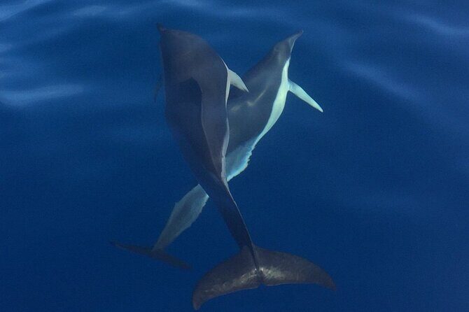 Private Dolphin and Whale Watching Tour in Madeira - Frequently Asked Questions