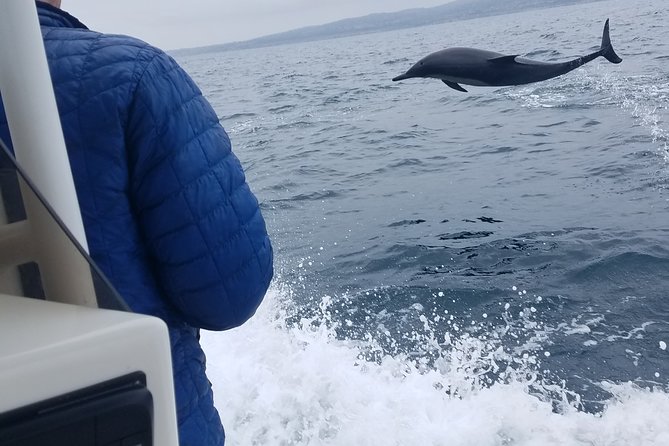 Private Dolphin and Whale Watching Tour in Newport Beach - What Makes This Tour Stand Out?