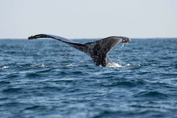 Private Dolphin and Whale Watching Tour in Newport Beach - Pricing and Value