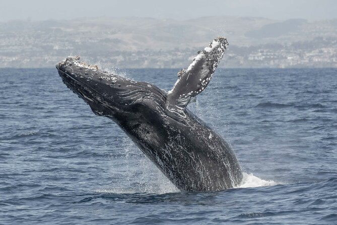 Private Dolphin and Whale Watching Tour in Newport Beach - Authentic Opinions from Past Guests