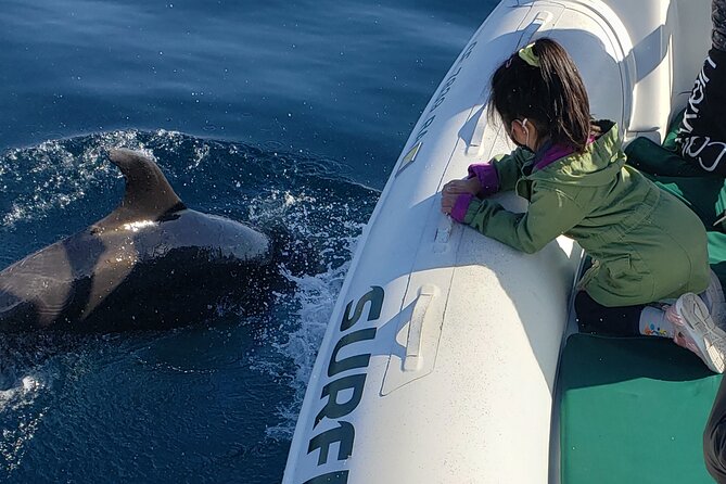 Private Dolphin and Whale Watching Tour in Newport Beach - The Sum Up: Why It’s Worth It