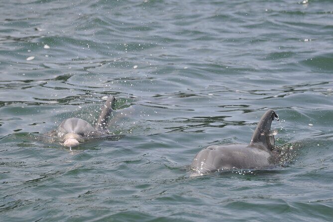 Private Dolphin Cruise - Itinerary Breakdown
