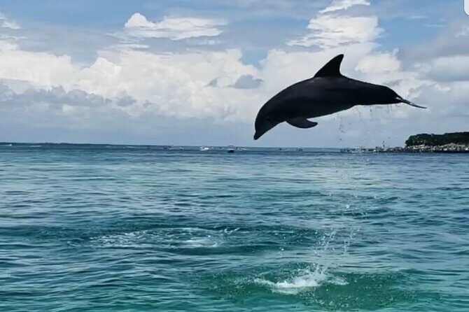 Private Dolphin Cruise in Destin holds 29 people - Practical Tips for Your Trip