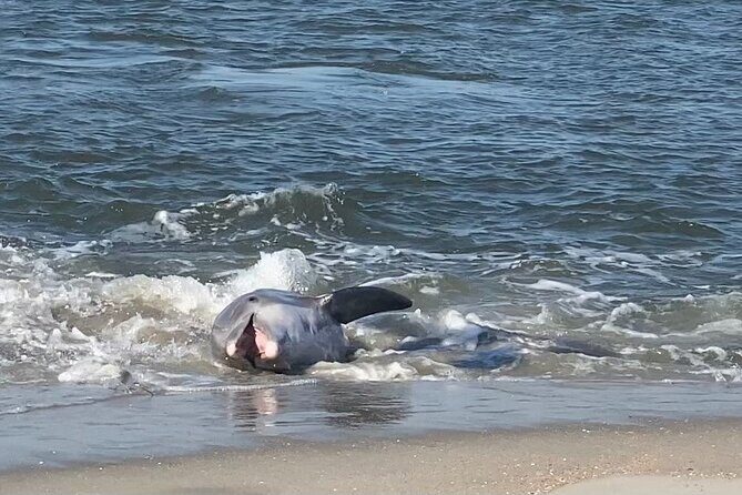Private Dolphin, Lighthouse and Shelling Adventure (Folly Beach) - The Sum Up