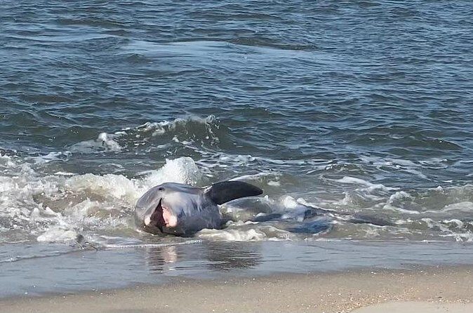 Private Dolphin, Lighthouse and Shelling Adventure (Folly Beach) - FAQ