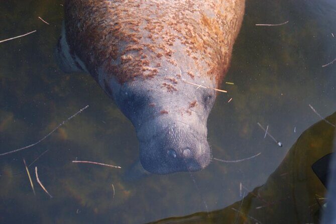 Private Dolphin, Shelling and Birding Tour - Wildlife Encounters: What to Expect