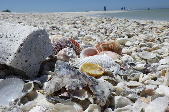 Private Dolphin, Shelling and Birding Tour - The Sum Up: Is It Worth It?