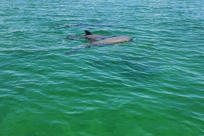 Private Dolphin Sightseeing Excursion - An Honest Look at the Experience