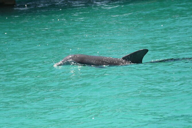 Private Dolphin Spotting Thrill Ride in Destin - The Experience in Detail