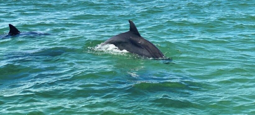 Private Dolphin Tour with Secluded Beach/Snorkel Stop - What’s Not Included and Important Considerations