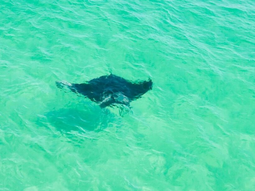 Private Dolphin Tour with Secluded Beach/Snorkel Stop - Who Will Love This Tour?