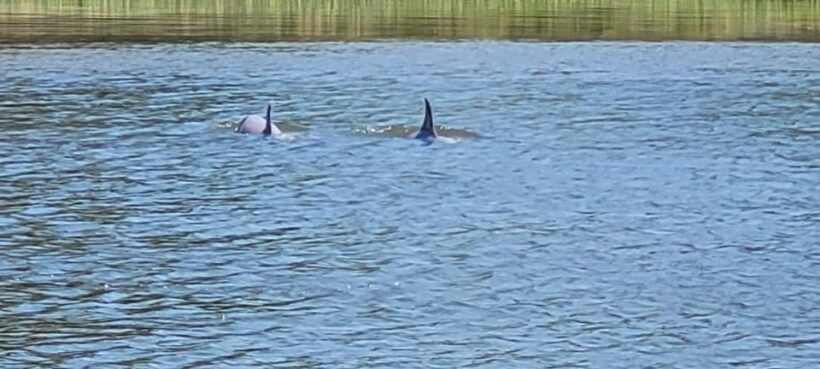 Private dolphin tours in the amazing Savannah Marsh - Key Points