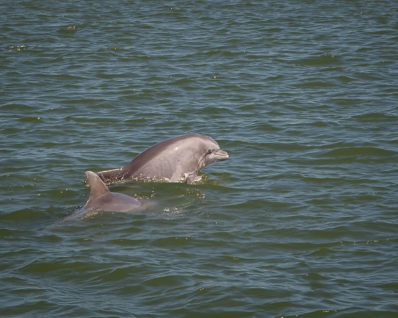 Private dolphin tours in the amazing Savannah Marsh - Who Should Consider This Tour?