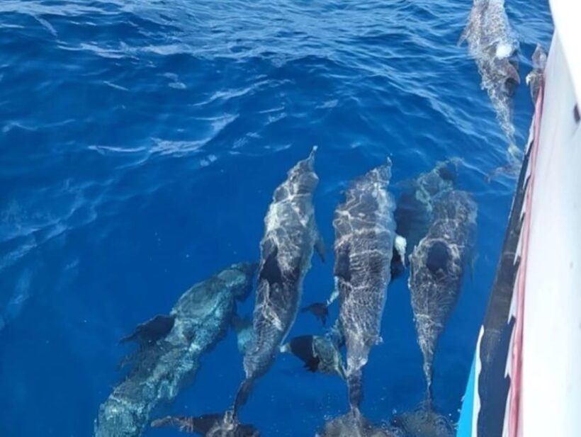 Private Dolphin Watch Boat Tour Port Aransas Texas - An Overview of the Experience