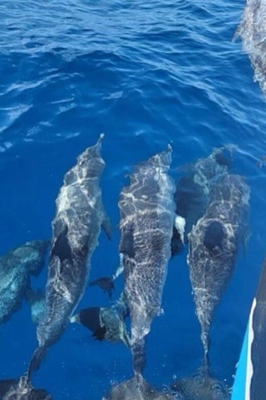 Private Dolphin Watch Boat Tour Port Aransas Texas - Practical Details and Tips