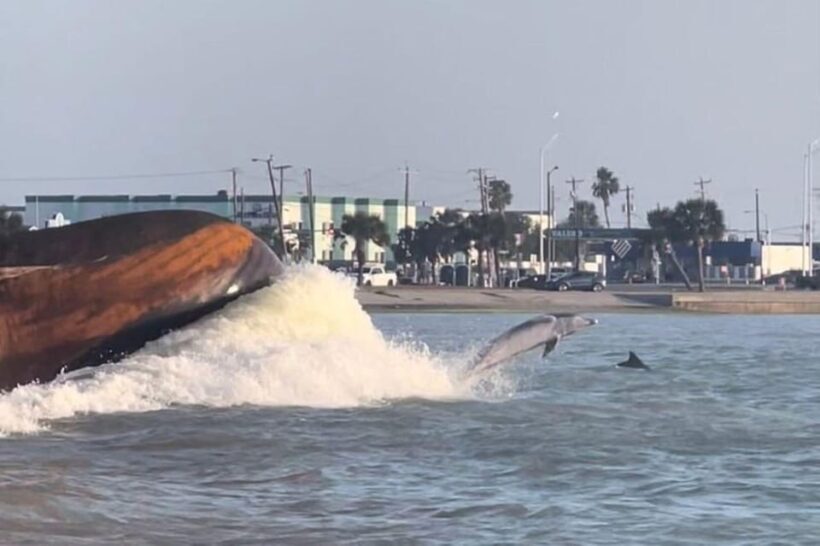 Private Dolphin Watch Boat Tour Port Aransas Texas - Authentic Traveler Feedback