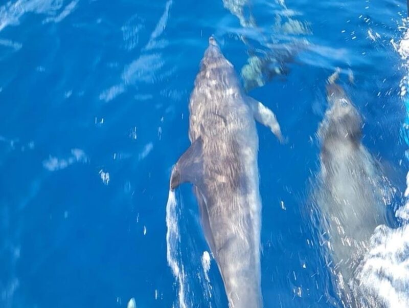 Private Dolphin Watch Boat Tour Port Aransas Texas - The Itinerary: What to Expect on Your Private Dolphin Tour