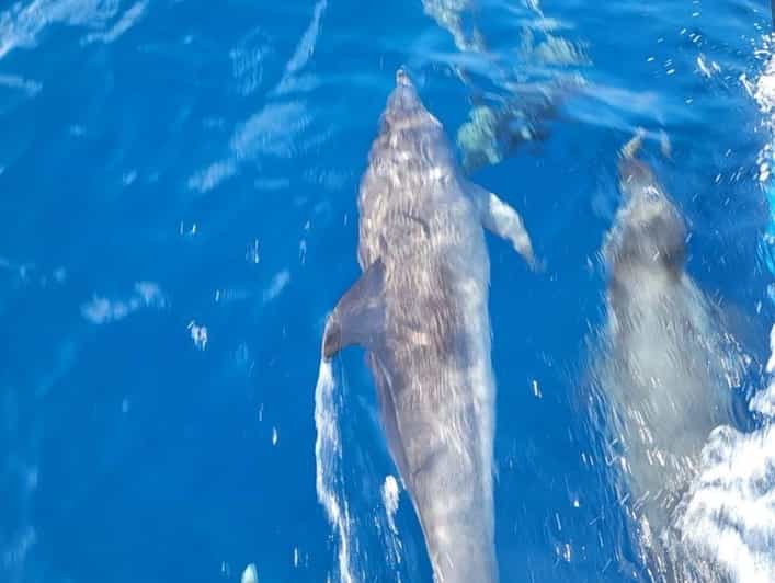 Private Dolphin Watch Boat Tour Port Aransas Texas - What Makes This Tour a Great Value