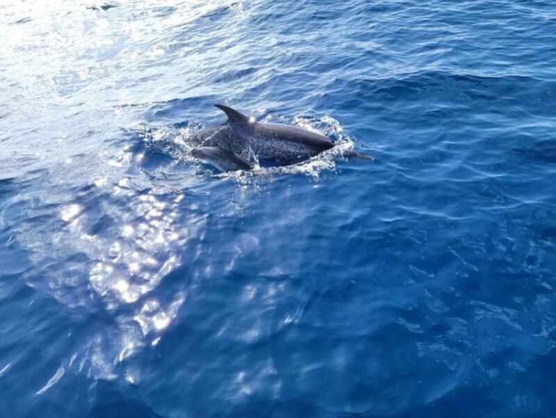 Private Dolphin Watch Boat Tour Port Aransas Texas - FAQs
