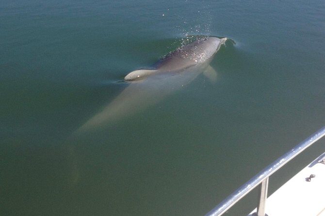Private Dolphin Watch, Lighthouse and Ecological Boat Tours - An Overview of the Experience