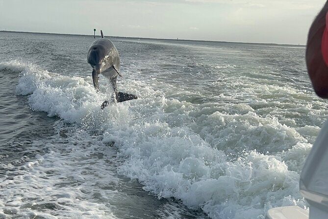 Private Dolphin Watching Beach Day Getaway - Authentic Insights from Guests