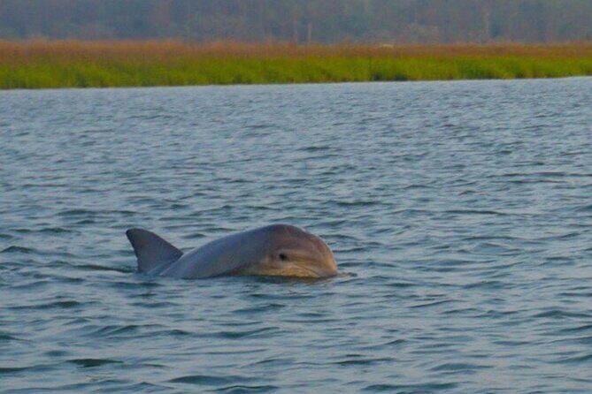 Private Dolphins and Daufuskie Island Stop Tour - FAQs