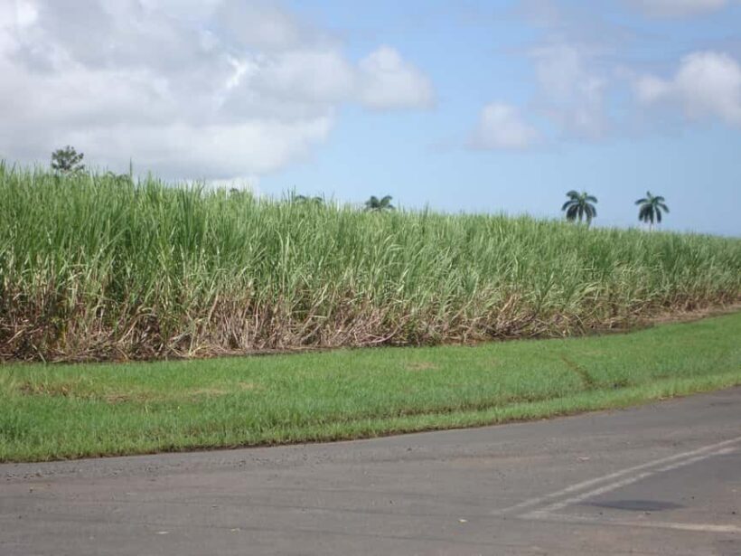 Private: Dominican Countryside Buggy Adventure - An Off-Road Adventure with a Personal Touch