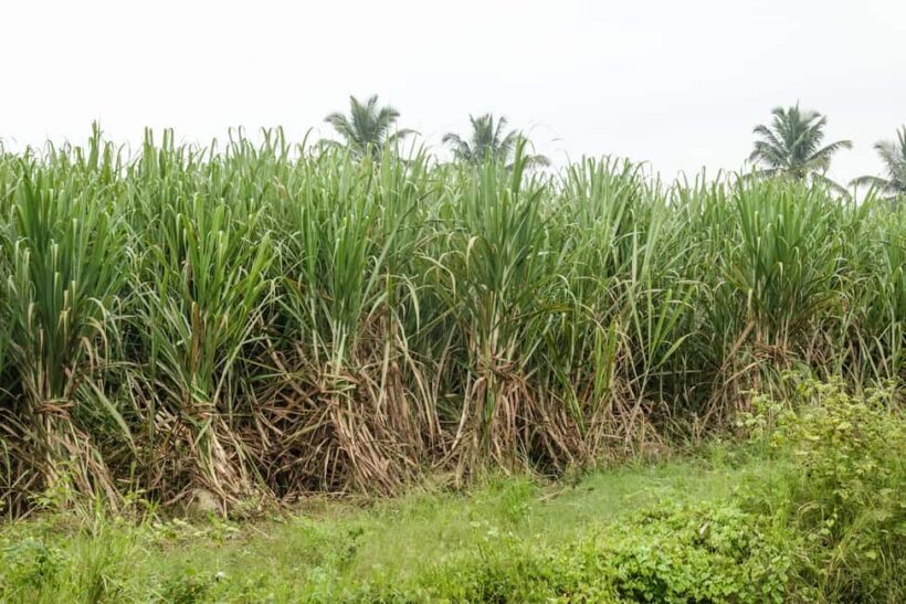 Private: Dominican Countryside Buggy Adventure - The Route and Terrain