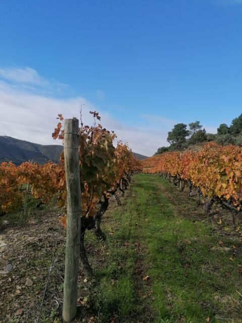 Private Douro Valley 4WD Tour with Wine Tasting and Picnic - Final Thoughts