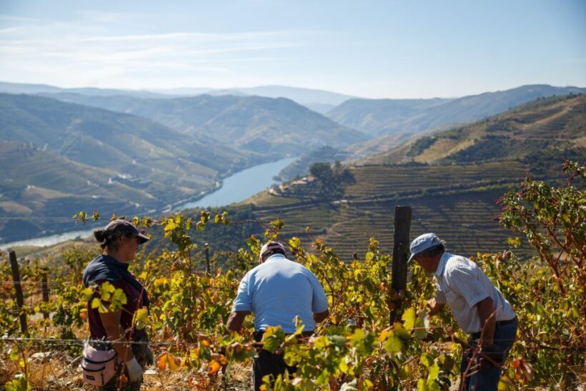 Private Douro Valley 4WD Tour with Wine Tasting and Picnic - FAQ