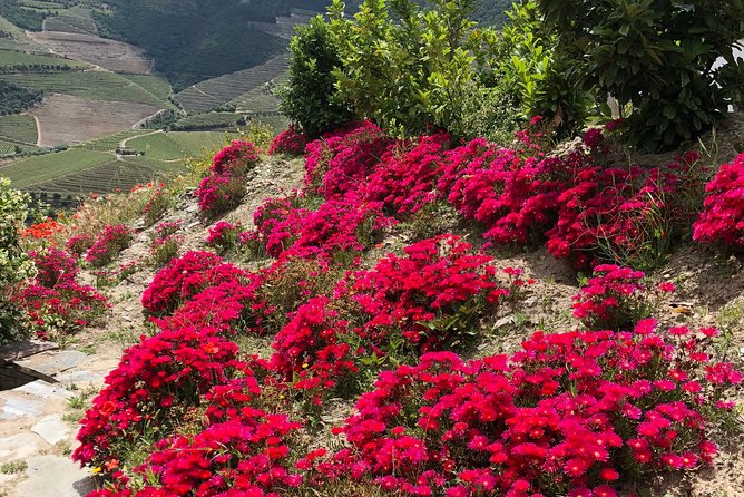 Private Douro Valley Tour Includes Wine Tasting and Boat Tour - Wine Tasting Experiences