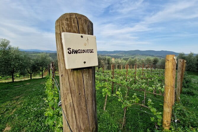 Private driver Florence Wine Tour countryside of Tuscany 7 hours - Detailed Breakdown of the Experience