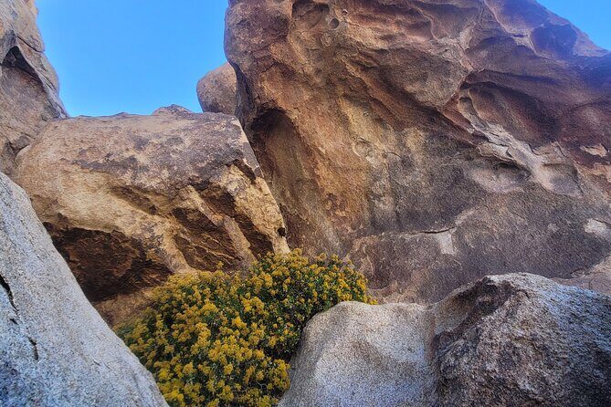 Private Driving and Hiking Tour in Joshua Tree National Park - Who Should Consider This Tour?
