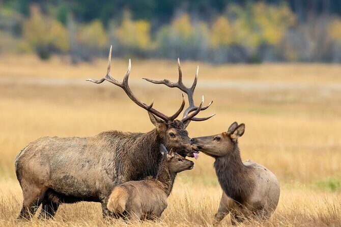 Private Driving Tour of the Rocky Mountain National Park - The Itinerary Breakdown