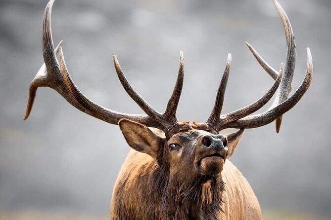Private Driving Tour of the Rocky Mountain National Park - Who Will Love This Tour?