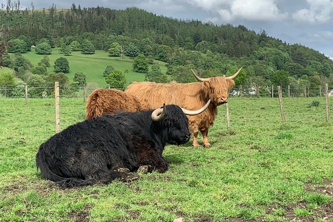 Private Driving Tour to Stirling, Battle Of Banockburn,William Wallace,whisky - The Sum Up: Is It Worth It?