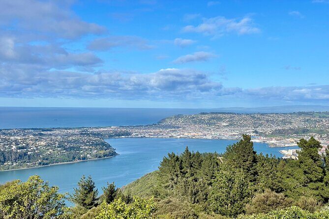 Private Dunedin & Otago Peninsula Day Tour Up to 4 - Authentic, Expert-Led Exploration