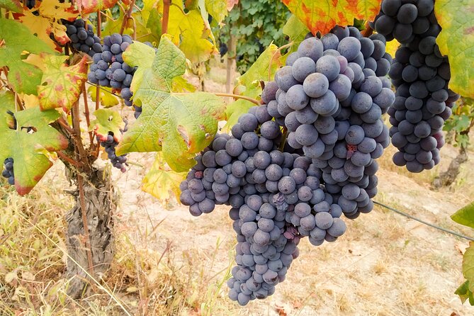 Private E-bike Tour " Langhe del Barbaresco " - Asphalt only - An In-Depth Look at the Langhe E-bike Adventure