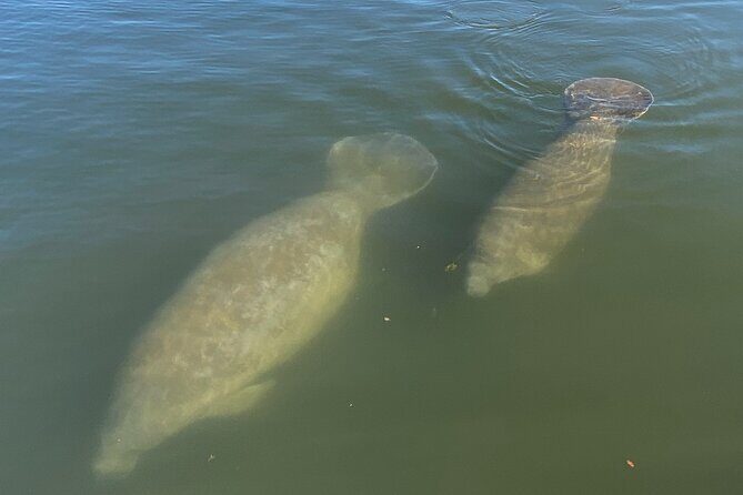 Private Eco Tour in Kings Bay Crystal River Florida - Who Will Love This Tour?