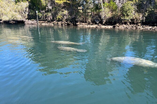 Private Eco Tour in Kings Bay Crystal River Florida - The Sum Up: Why Choose This Tour?