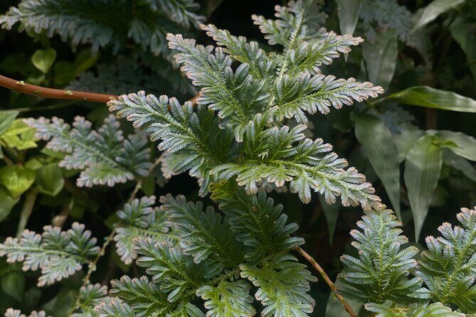 Private El Yunque Half-Day Tour with Transport - The Sum Up: Who Will Love This Tour?