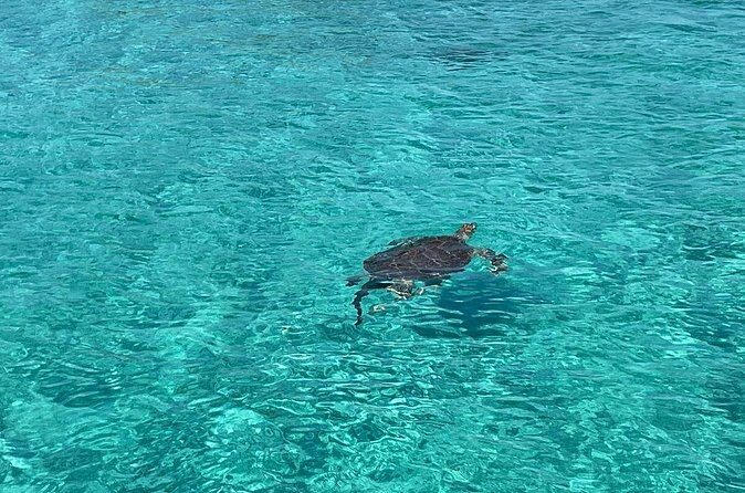 Private Eleuthera Island: Swim With Pigs, Turtles & Stingrays - Summary: Who Is This Tour Perfect For?