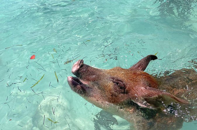 Private Eleuthera Island: Swim With Pigs, Turtles & Stingrays - Final Thoughts